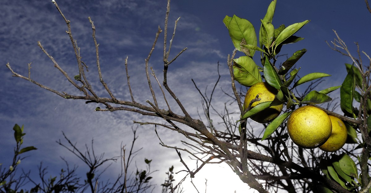 The Secret History of Citrus - The Atlantic