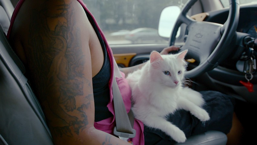 What Netflix's 'Cat People' Can Teach Us - The Atlantic