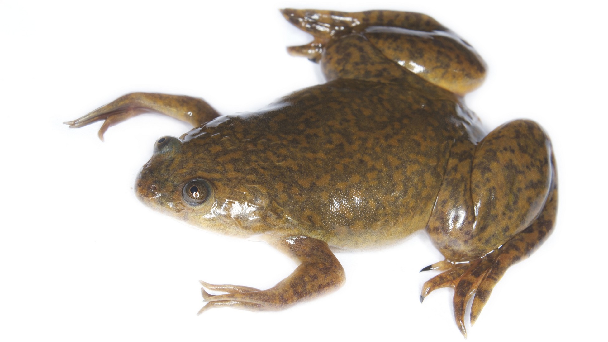 How a Frog Became the First Mainstream Pregnancy Test - The Atlantic