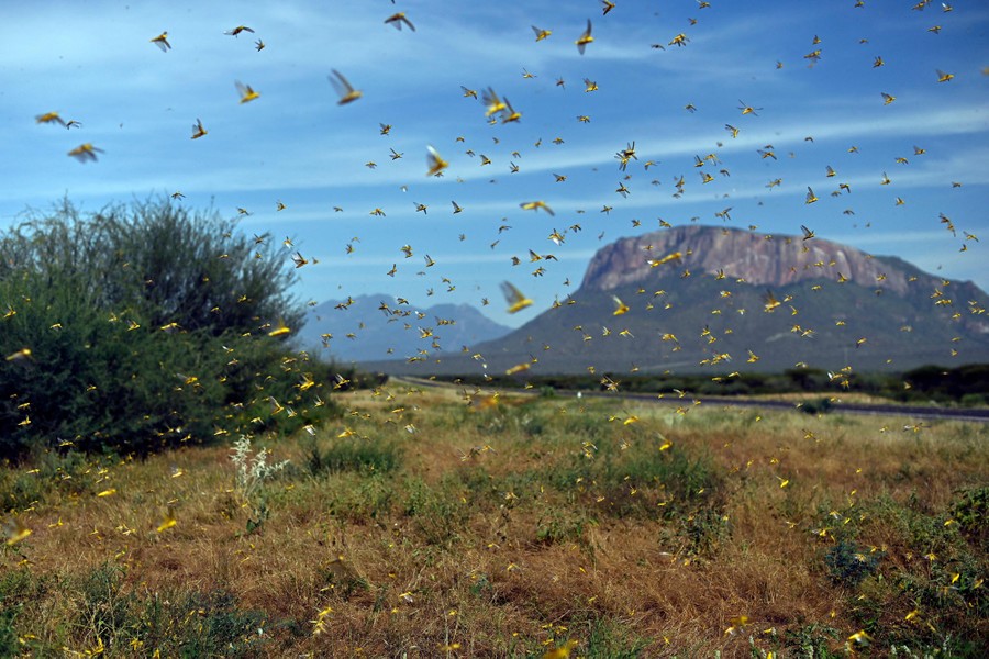 Photos: Worst Locust Swarms in Decades Hit East Africa - The Atlantic