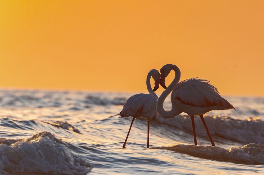 Photos: A Flamboyance of Flamingos - The Atlantic