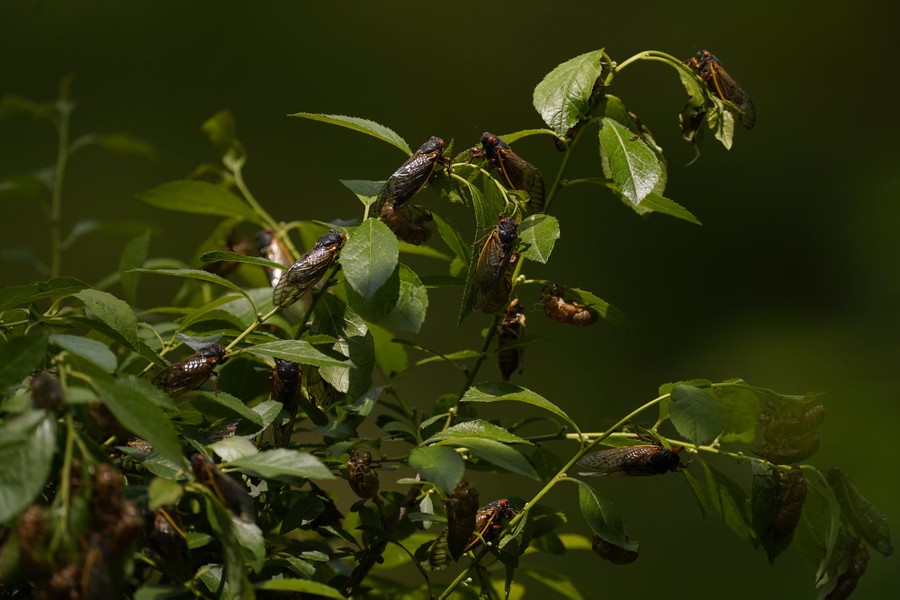 Photos: Cicada Summer Is Here - The Atlantic