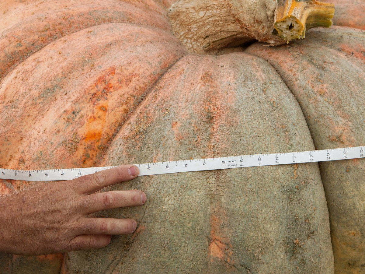 world record pumpkin