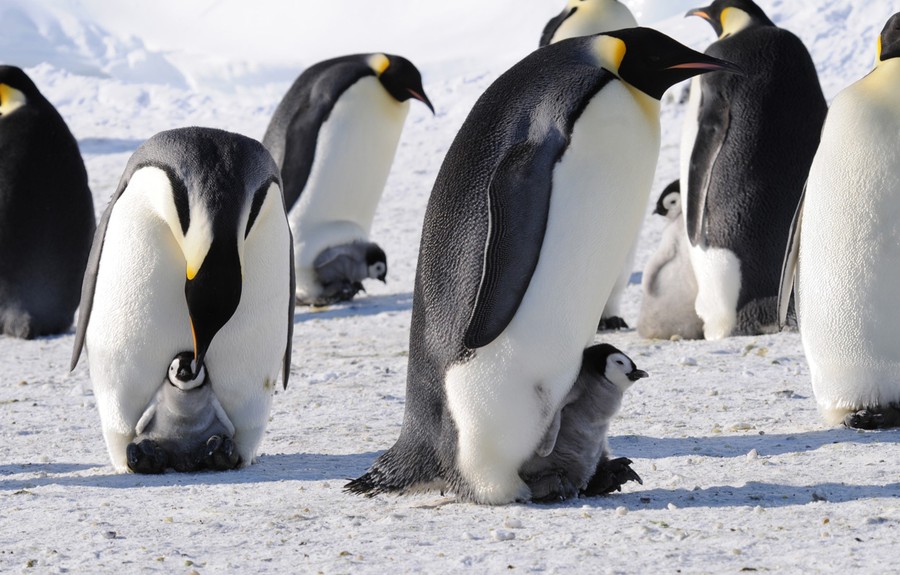 Scenes From Antarctica - The Atlantic