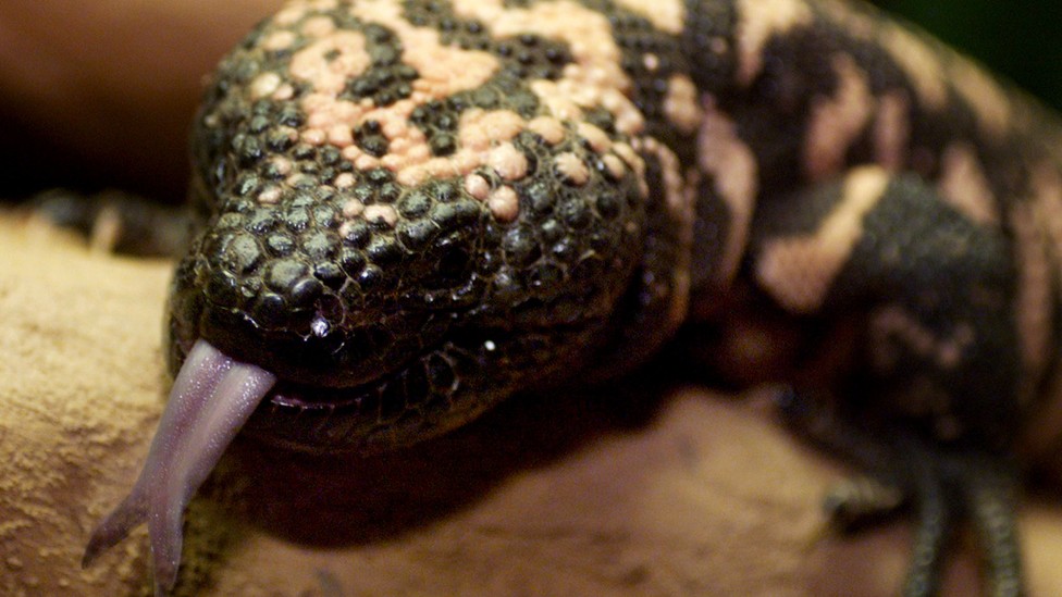 Arizona’s Adorable Monster - The Atlantic