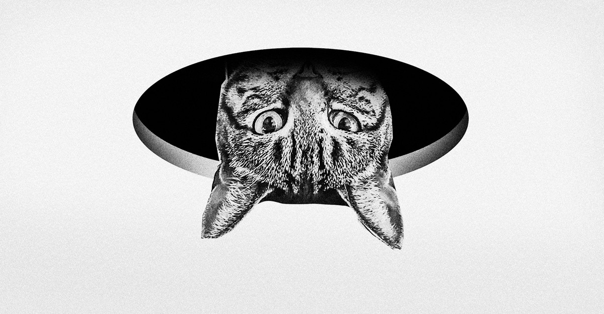 The Ceiling-Cat Meme Came to Live in My House - The Atlantic