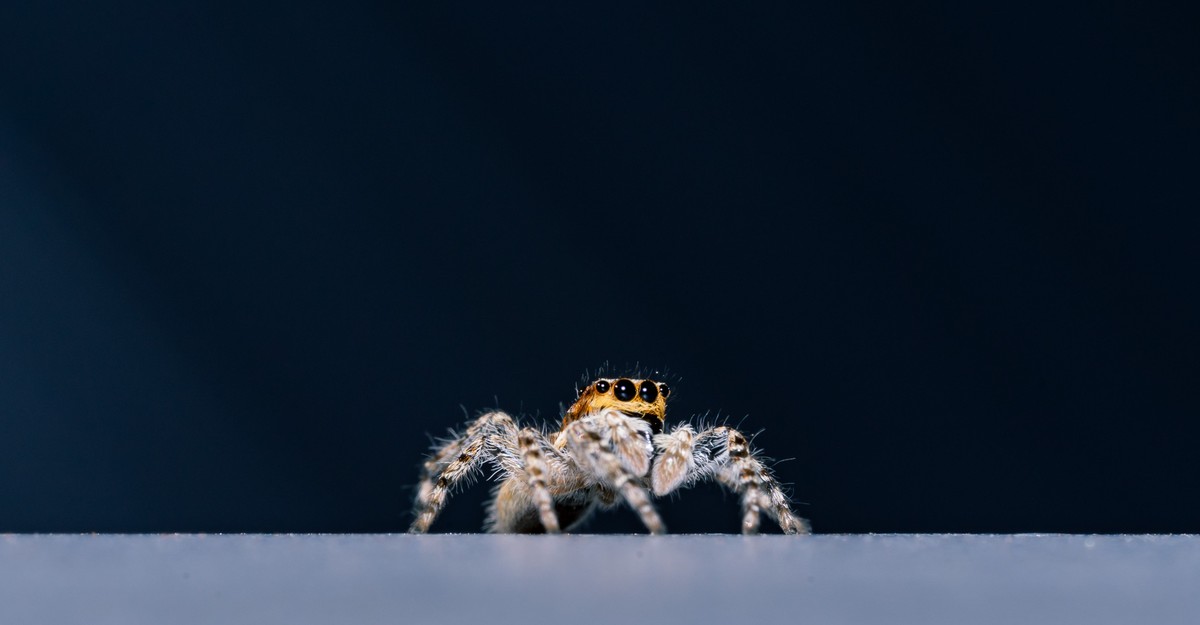 Spiders Are Way Smarter Than You Think - The Atlantic