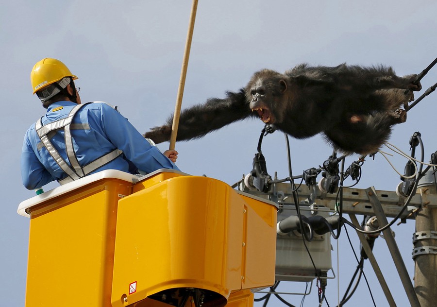 Animals in the News - The Atlantic