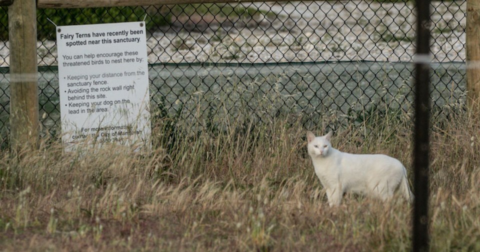 Australian Cat Terrorized a Colony of Fairy Terns - The Atlantic
