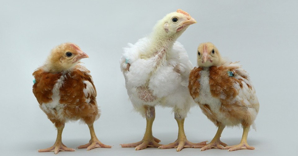 extra extraordinary chickens