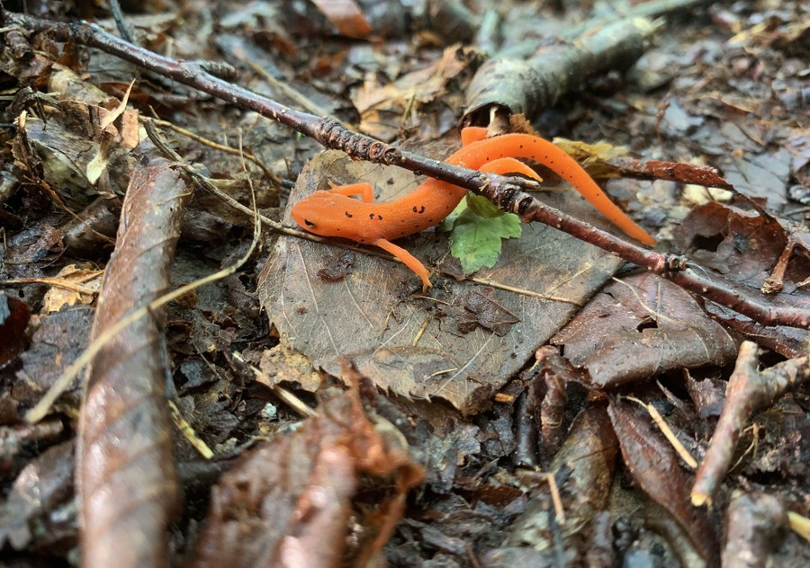 West Virginia: Images of the Mountain State - The Atlantic