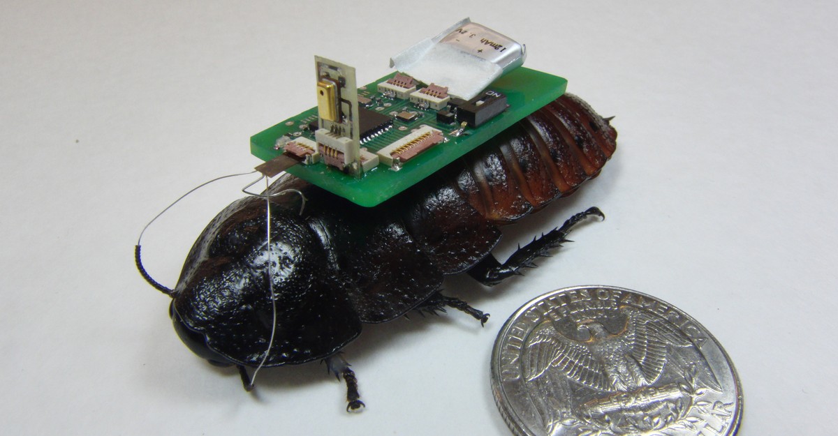 This Cyborg Cockroach Could Save Your Life Someday - The Atlantic