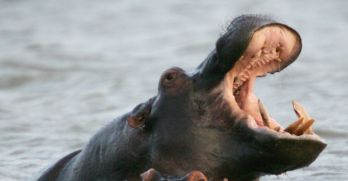 Hippo Teeth Reveal Africa's Changing Plant Life - The Atlantic