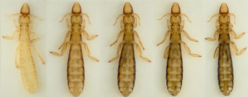 An Unusual Evolutionary Experiment - The Atlantic