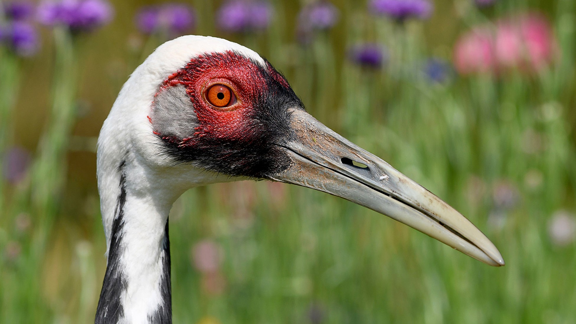 The Bird That Took a Human Mate - The Atlantic