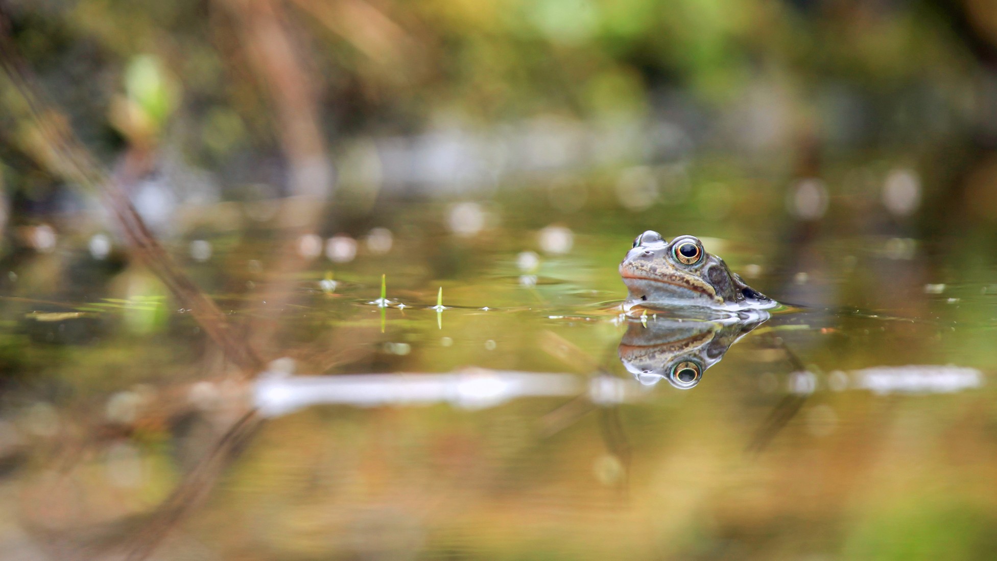 What Can Fish And Frog Pee Say About Climate Change The Atlantic what-can-fish-and-frog-pee-say-about-climate-change-the-atlantic