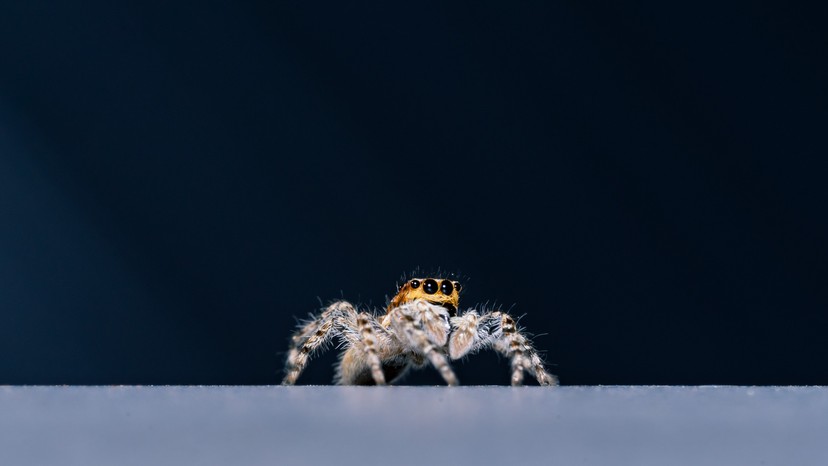 Spiders Are Way Smarter Than You Think - The Atlantic