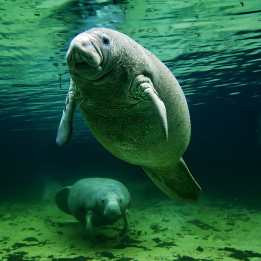 How Close Are Manatees to Extinction? - The Atlantic