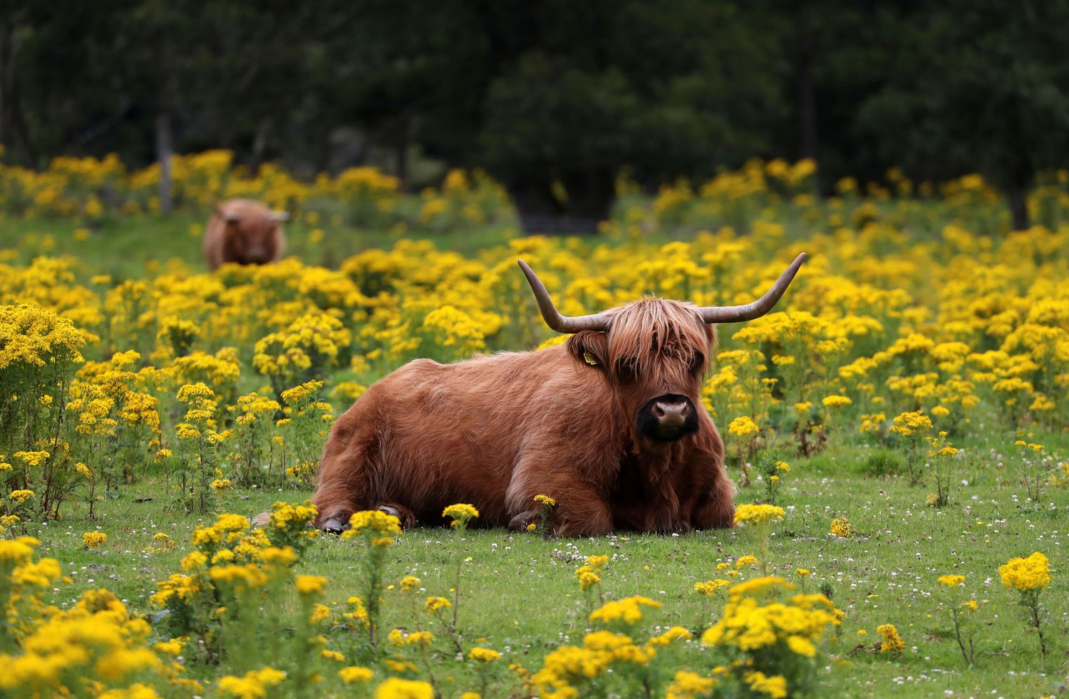 FARK.com: (10909724) Photoshop this cattle