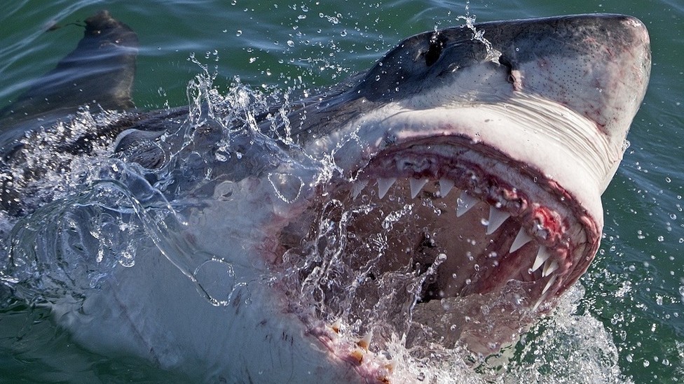 Social Media Ruined Shark Week - The Atlantic