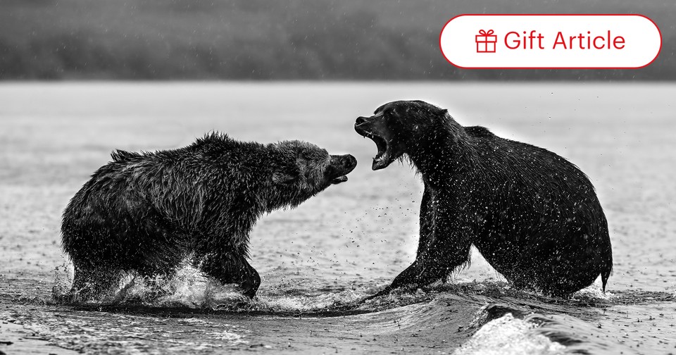 Wild Animals Fighting And Killing Each Other