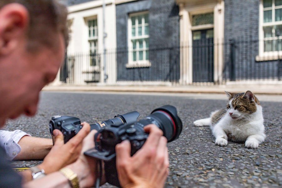 Photos: Larry the Cat’s 12 Years as Chief Mouser - The Atlantic