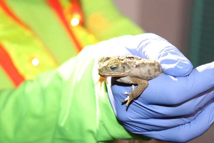 The Poisonous Cane Toads Taking Over a Florida Suburb - The Atlantic