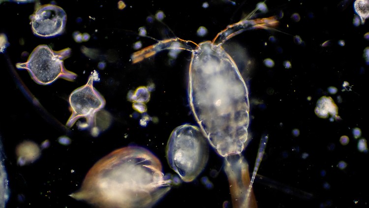 How Can the Ocean Have This Many Types of Plankton? - The Atlantic