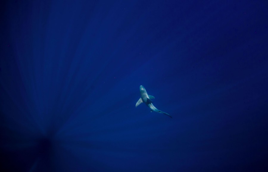 underwater looking down