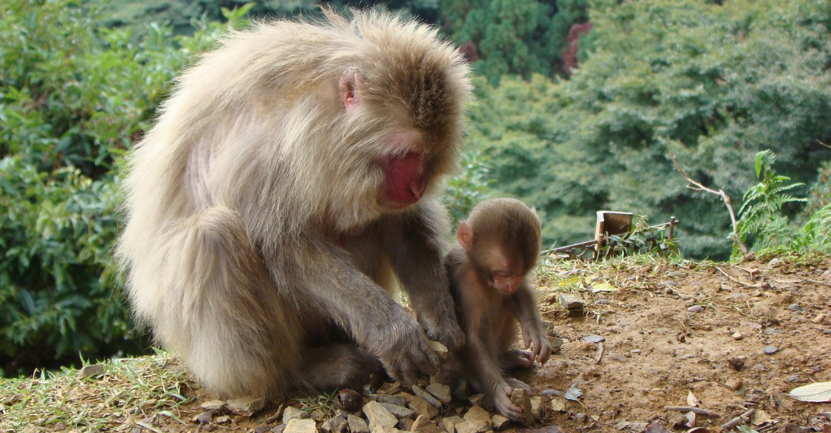 Why Do Animals Love to Play? - The Atlantic