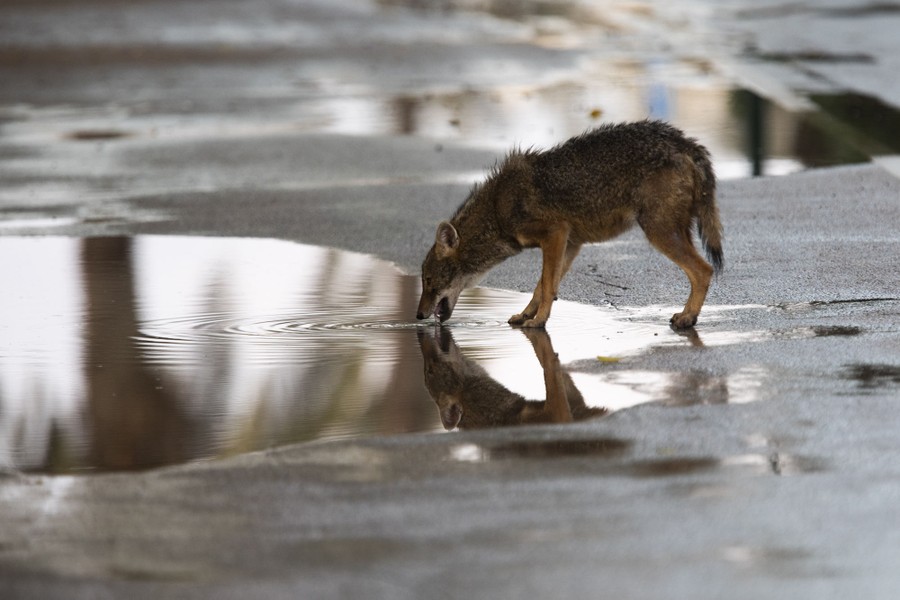 Photos: Jackals Roam Through a Quiet Tel Aviv Park - The Atlantic