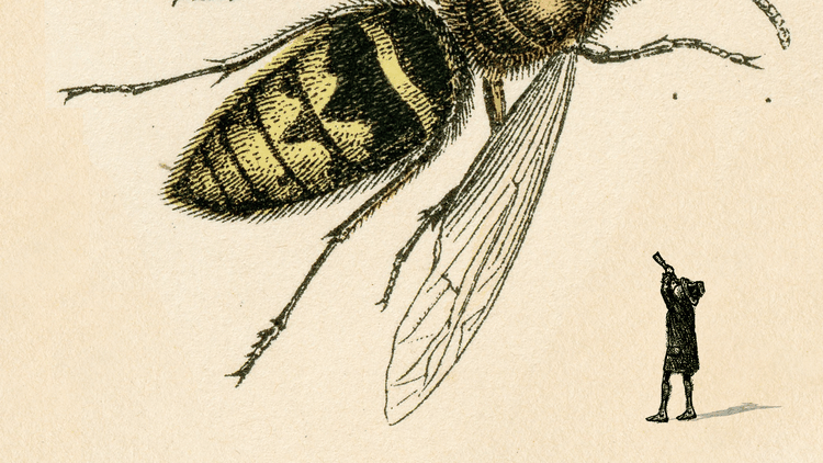 What Will It Take to Save Wallace's Giant Bee? - The Atlantic