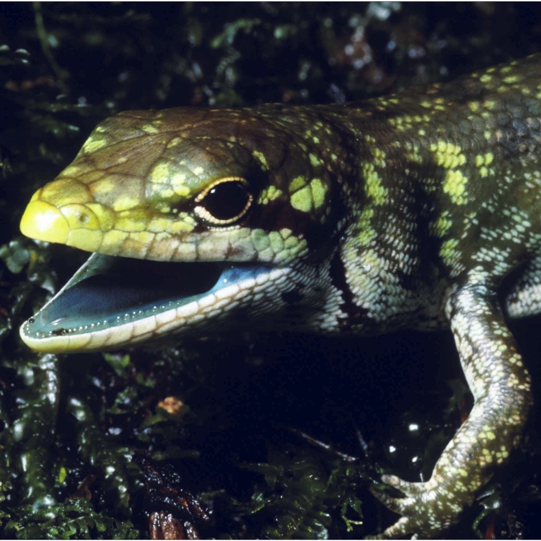 Dark Green Lizard