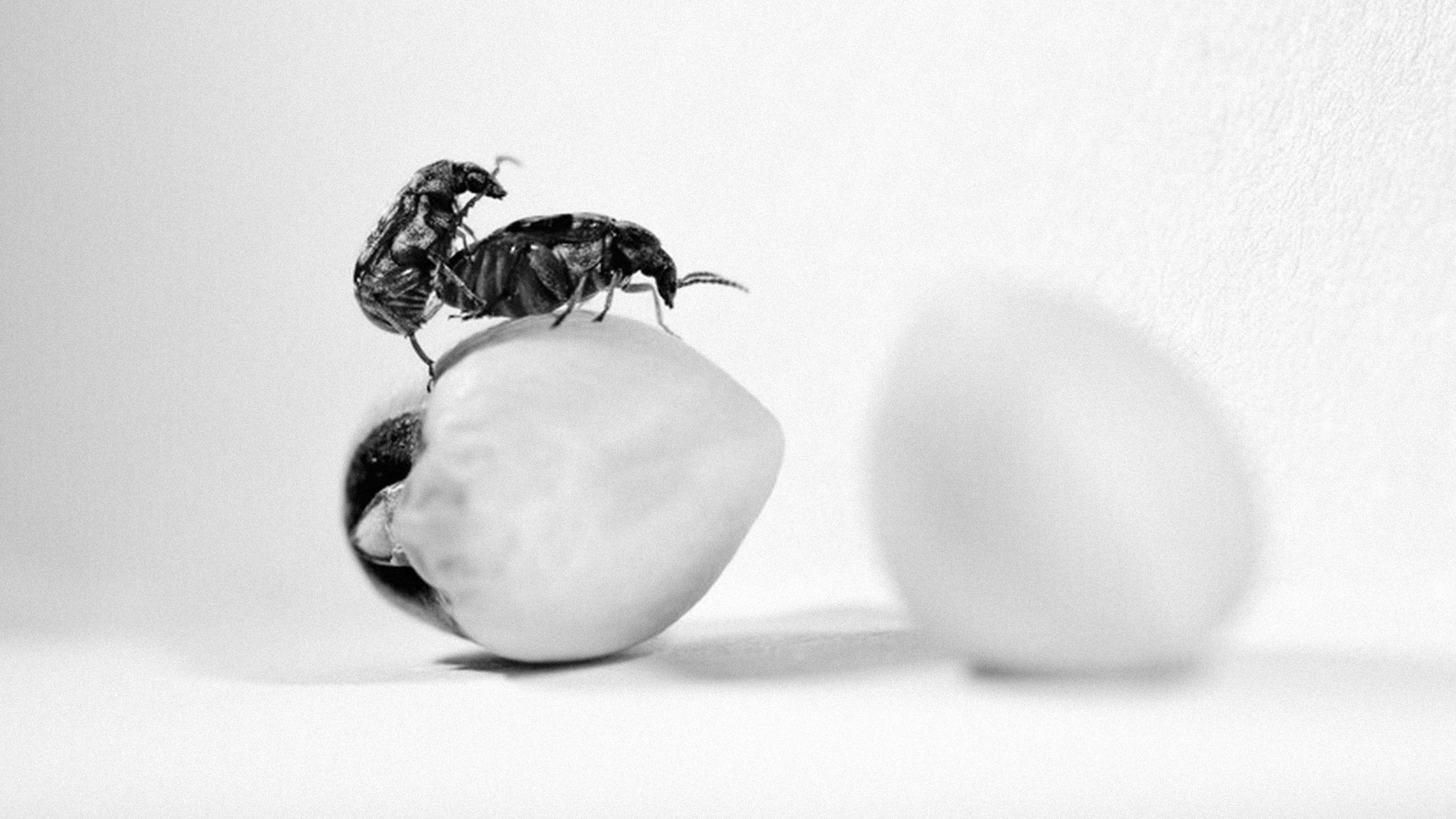 The Evolutionary Lesson in a Beetle’s Spiny Genitals - The Atlantic