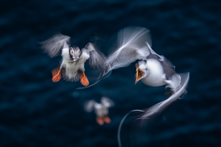 Ocean Photographer of the Year 2025 Finalists - The Atlantic