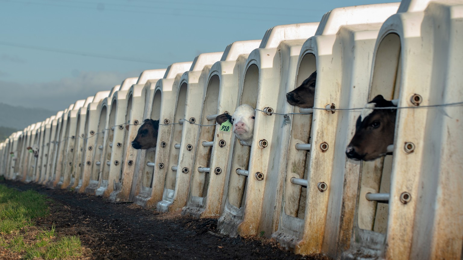 The Suffering Behind ‘Humane,’ Organic Milk - The Atlantic