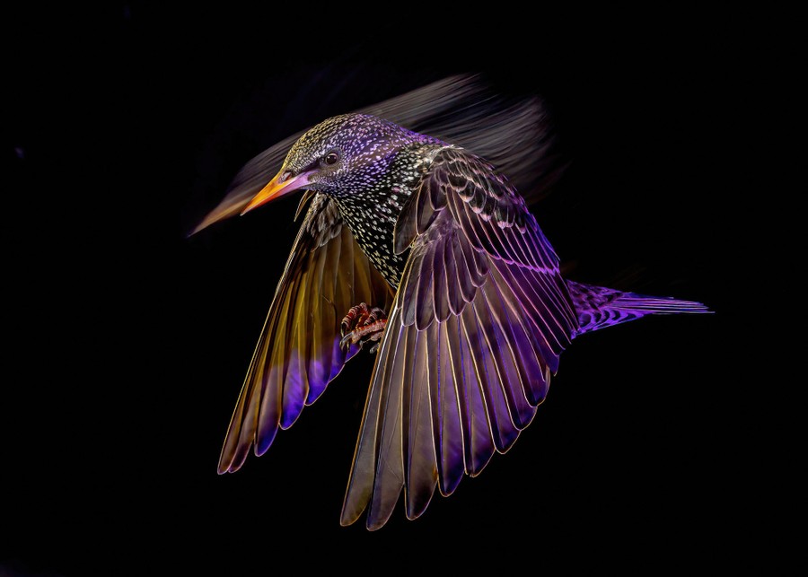 Winners of the Bird Photographer of the Year 2022 - The Atlantic
