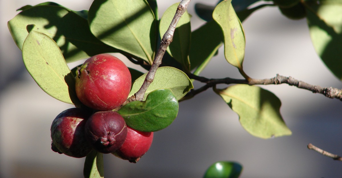 When Invasive Species Become Local Cuisine - The Atlantic