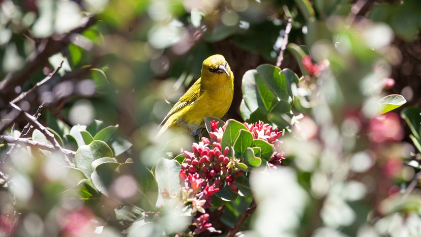 What Birdsong Diversity Means for Hawaii’s Honeycreepers - The Atlantic