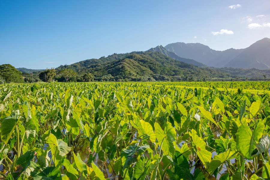 Hawaii: Images of the Aloha State - The Atlantic