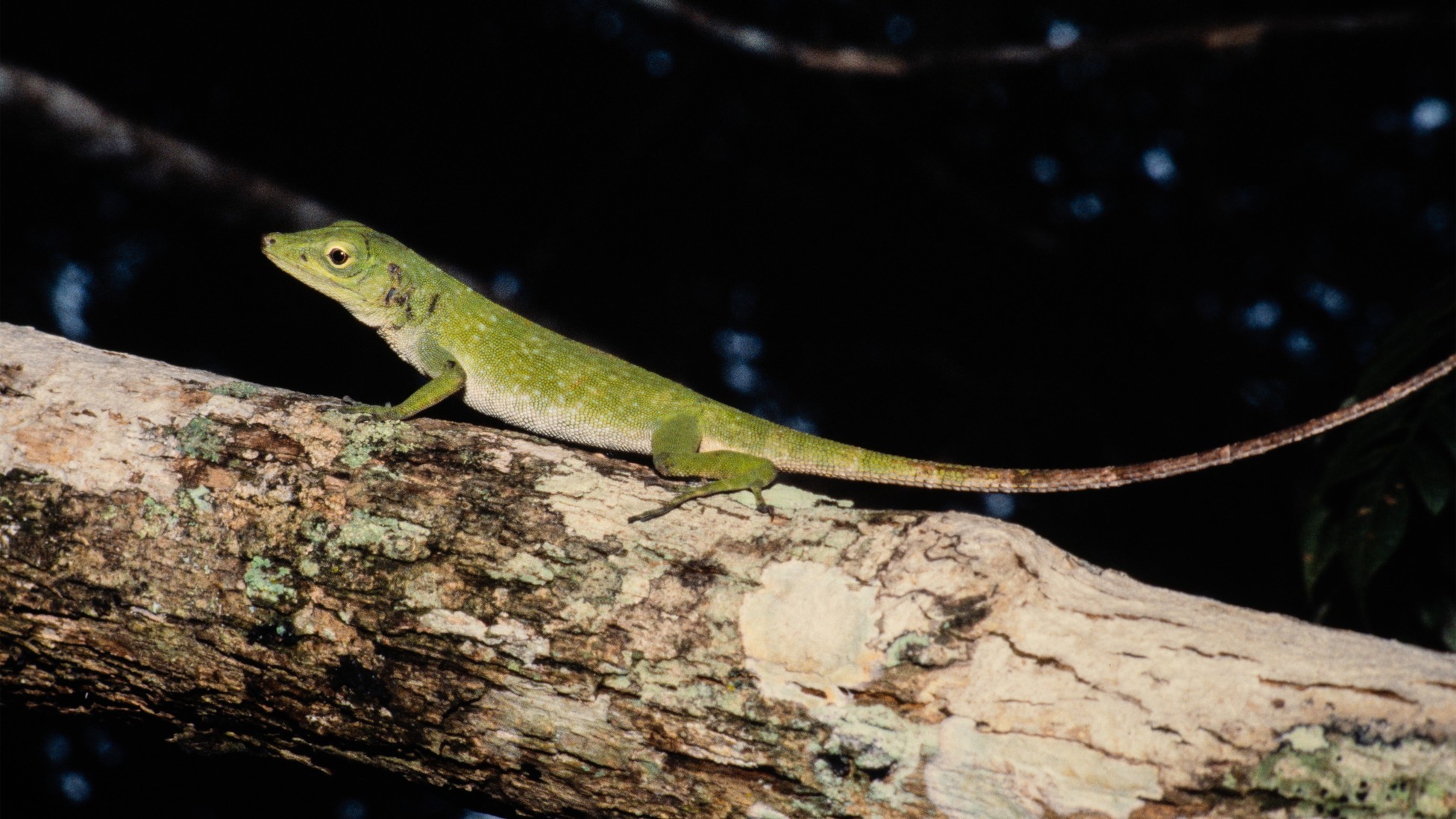 Animals Are Reaching the Limits of Heat Tolerance - The Atlantic