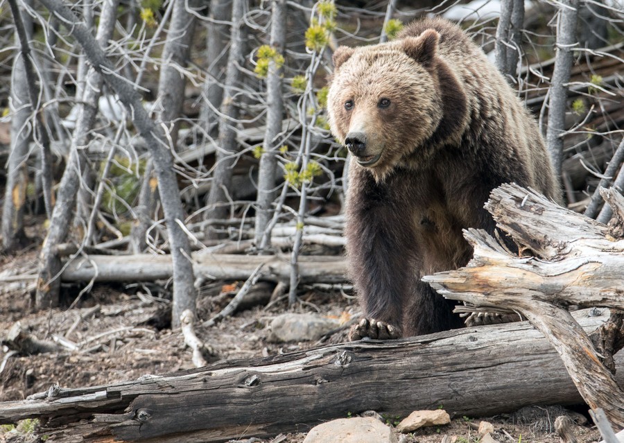 A Photo Trip Through Yellowstone National Park - The Atlantic