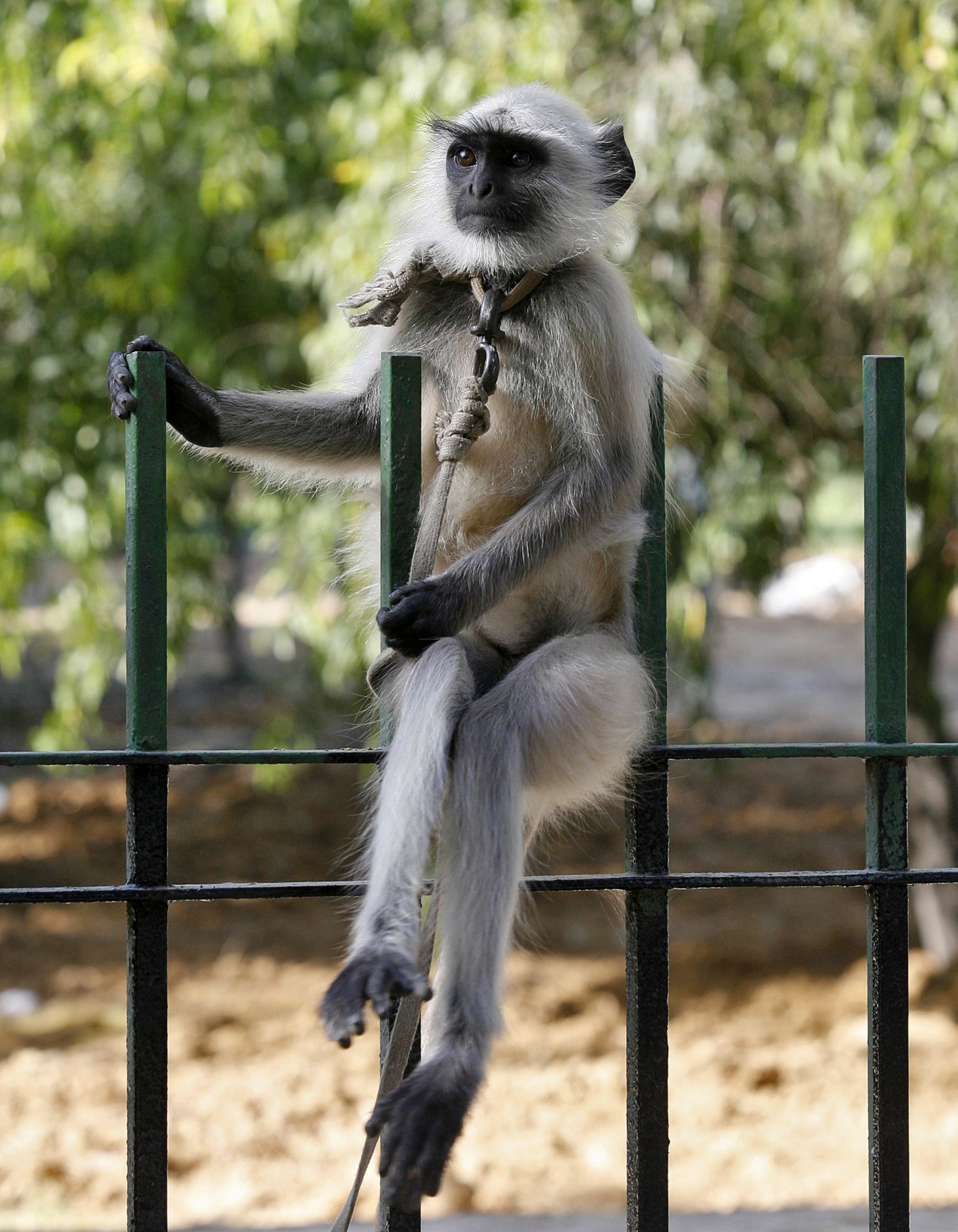 India Hires Monkey Mimics to Scare Off Monkeys, Mankind - The Atlantic