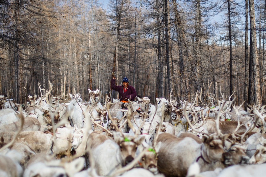 A Changing Way of Life for Mongolia’s Dukha Reindeer Herders - The Atlantic