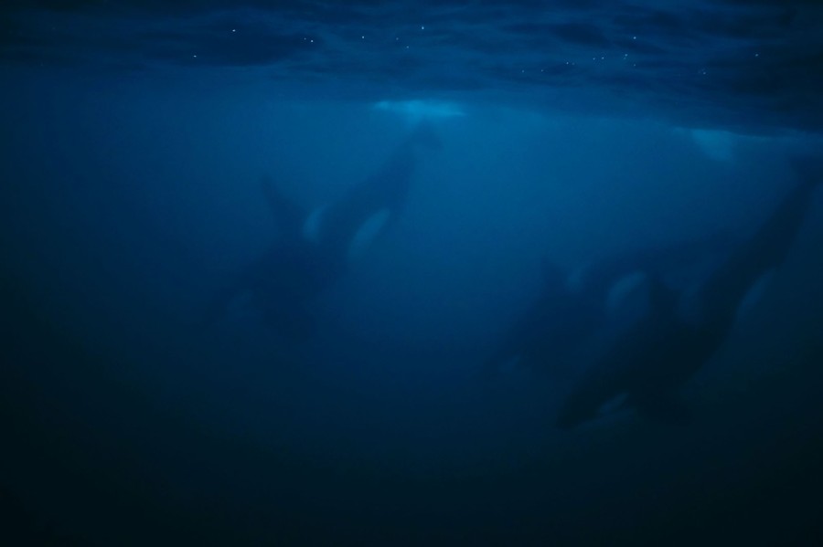 Photos: Swimming With Orcas in Norway - The Atlantic