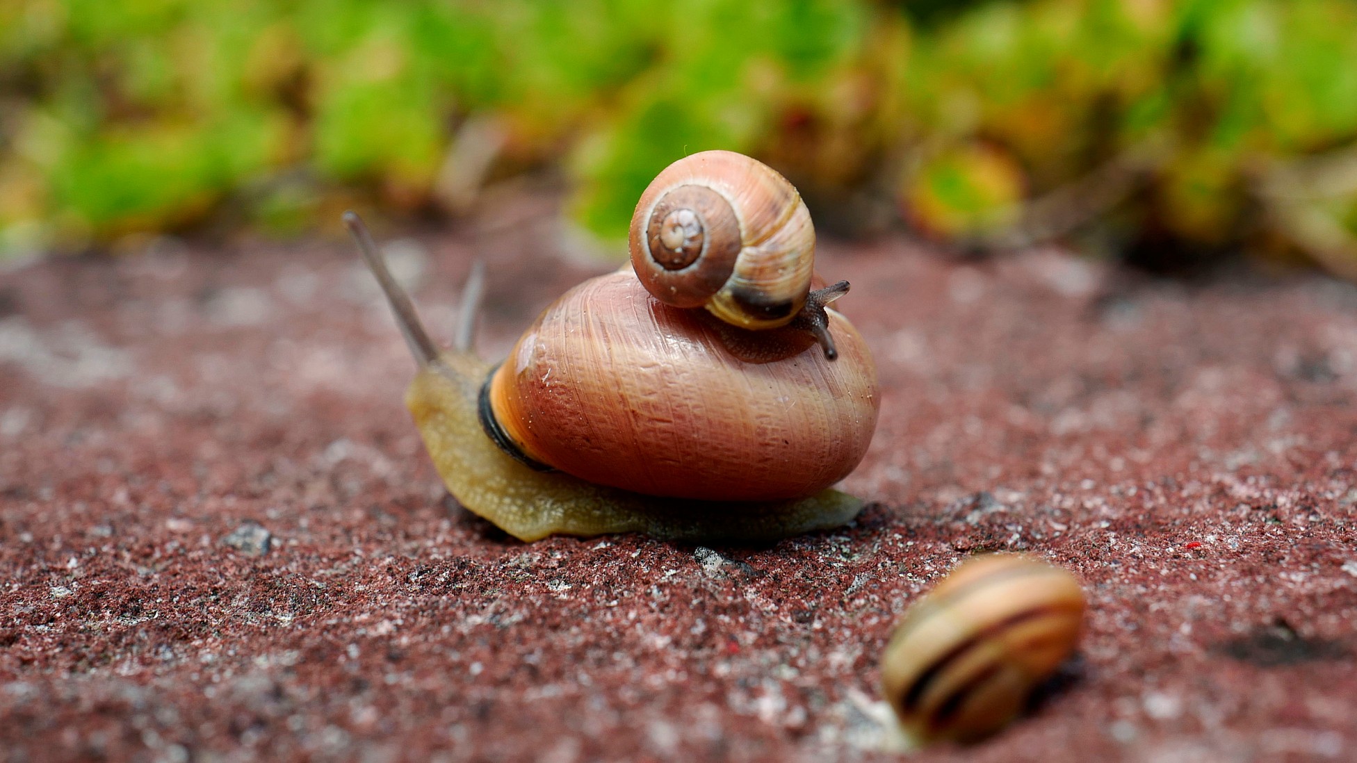 The Love Song of Jeremy the Left-Coiled Snail - The Atlantic