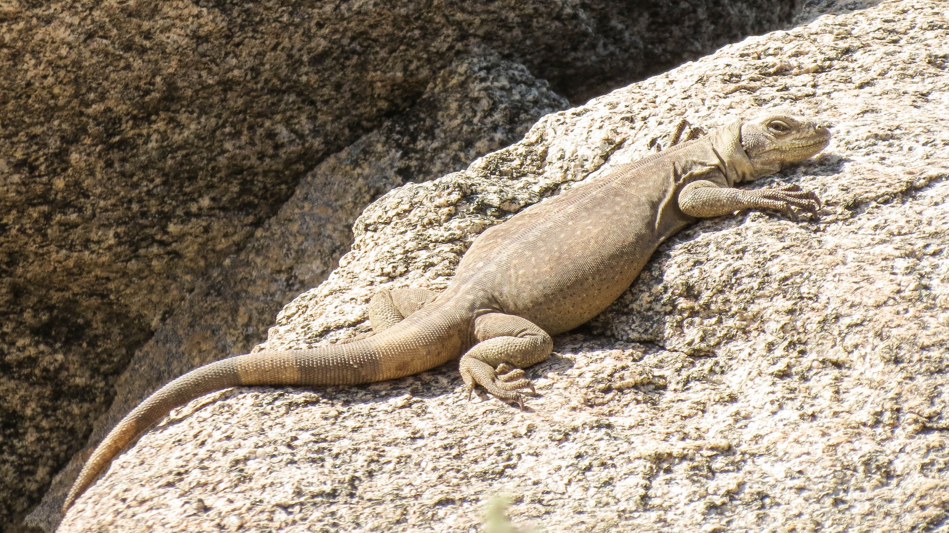 Climate Change Is Hurting Desert Life - The Atlantic