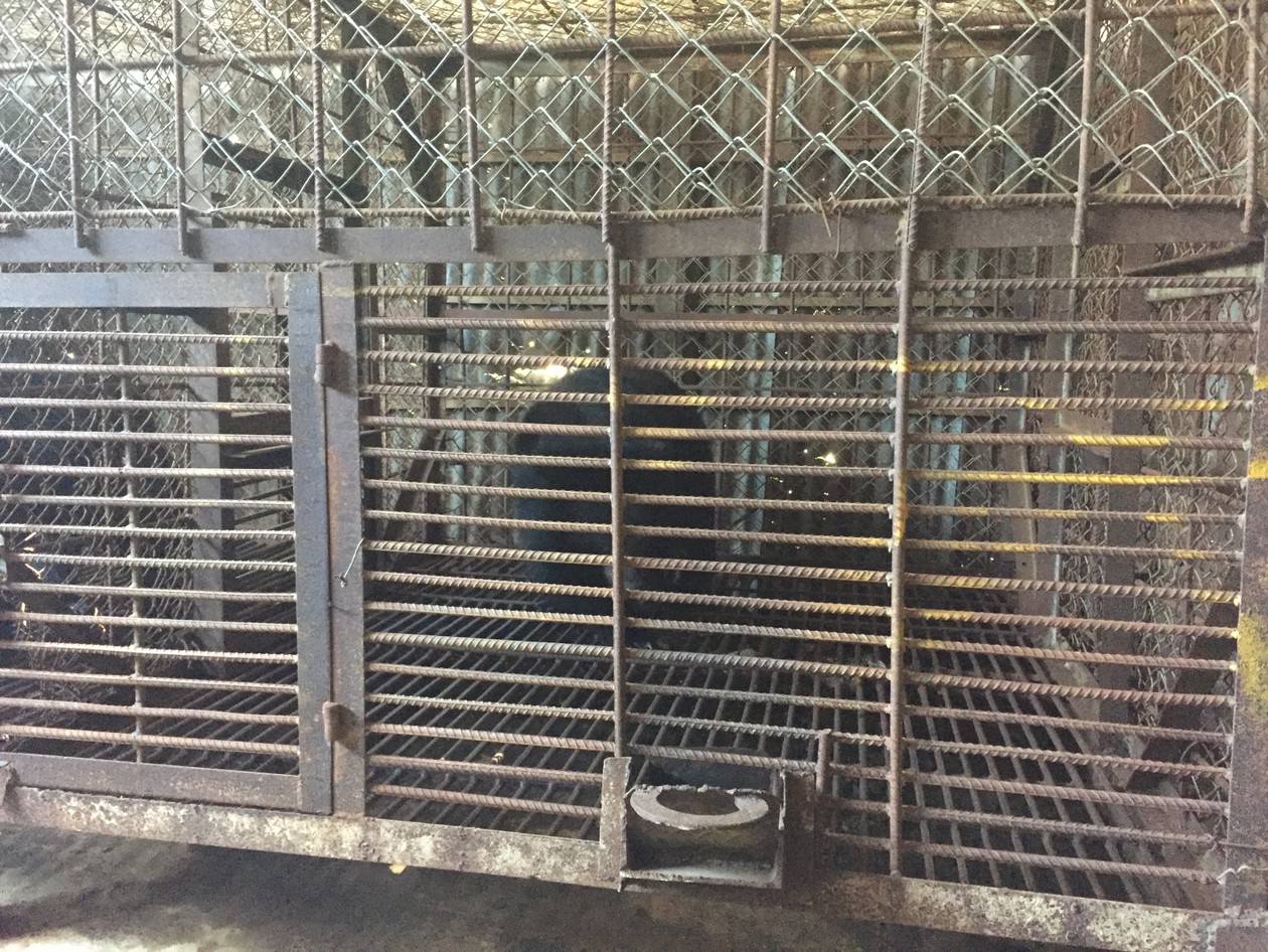 What Happens to Bears After They're Rescued From Bile Farming? - The ...