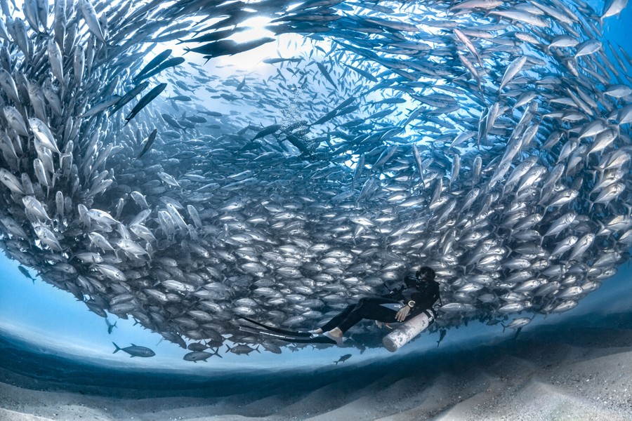Winners of the 2019 Ocean Art Underwater Photo Contest - The Atlantic