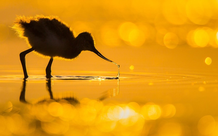 Winners of the Bird Photographer of the Year 2022 - The Atlantic